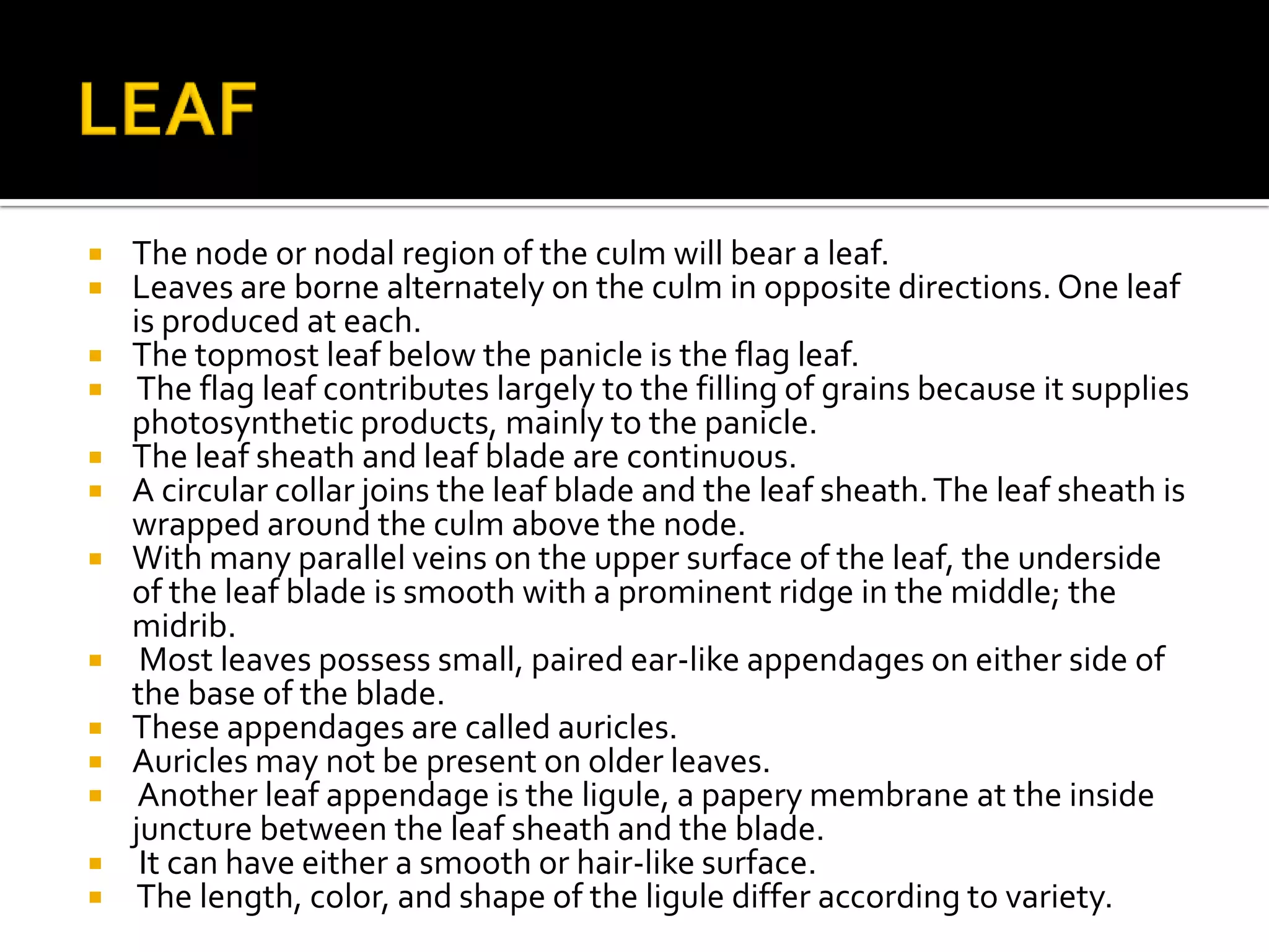 Presentation on morphology of rice plant | PPTX