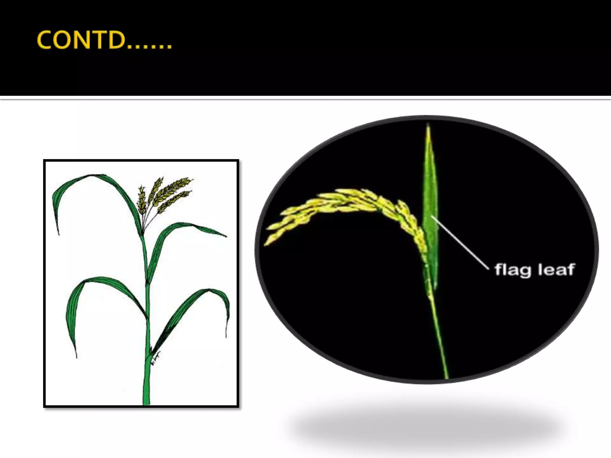 Presentation on morphology of rice plant | PPTX