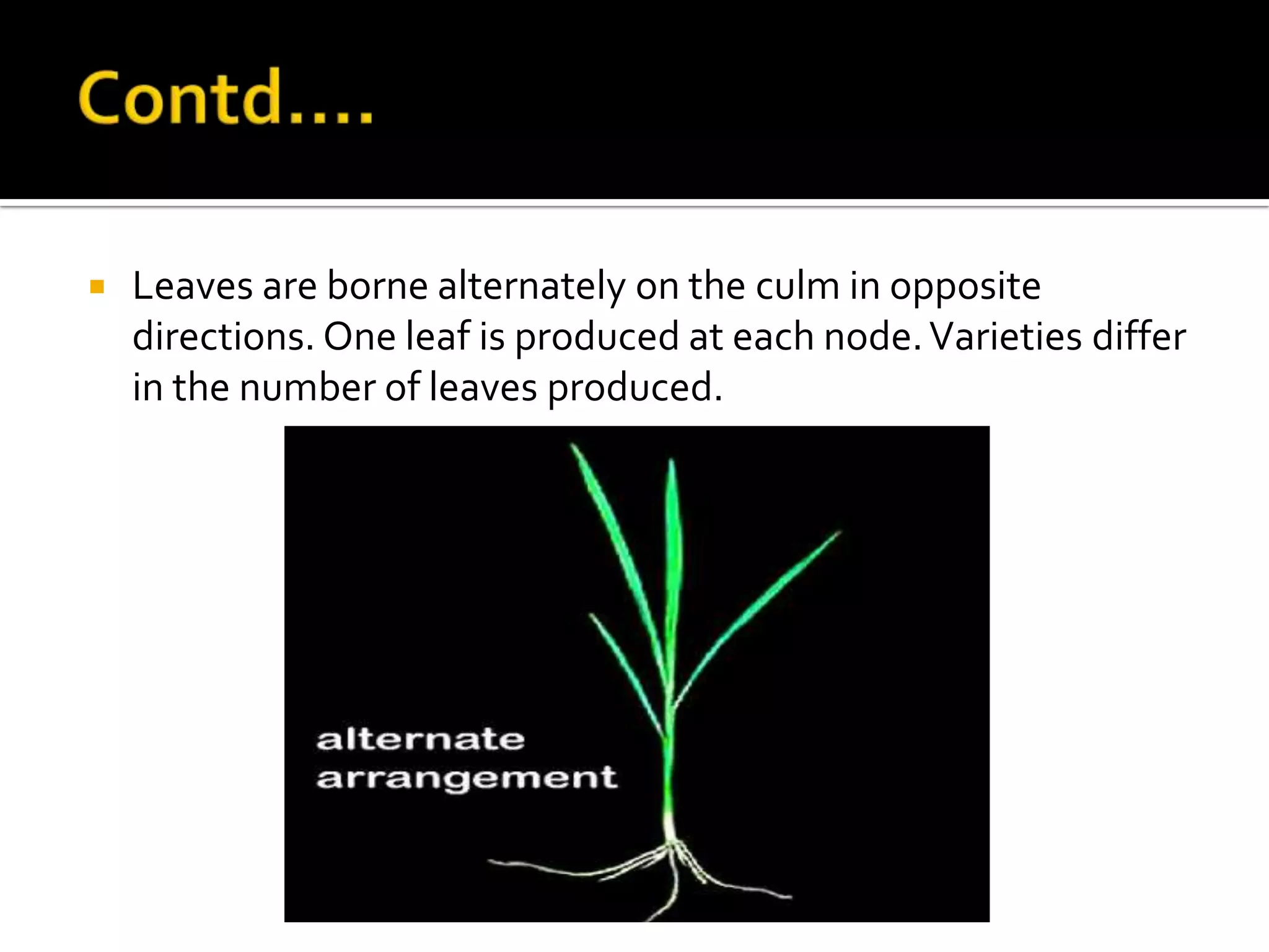 Presentation on morphology of rice plant | PPTX