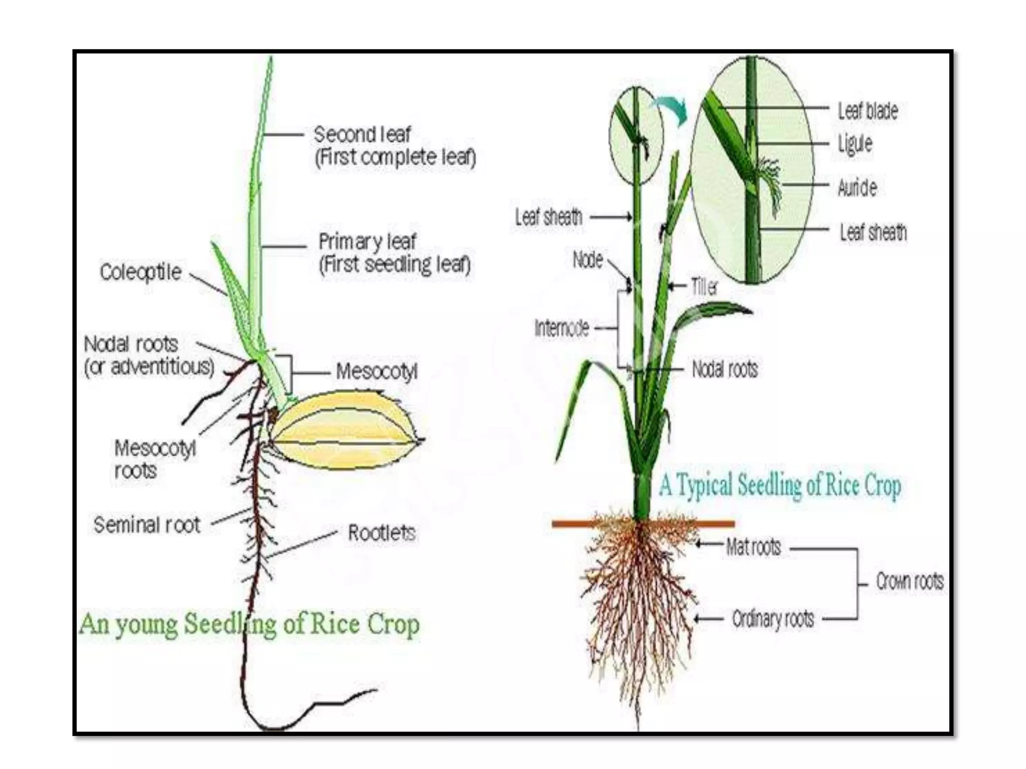 Presentation on morphology of rice plant | PPTX
