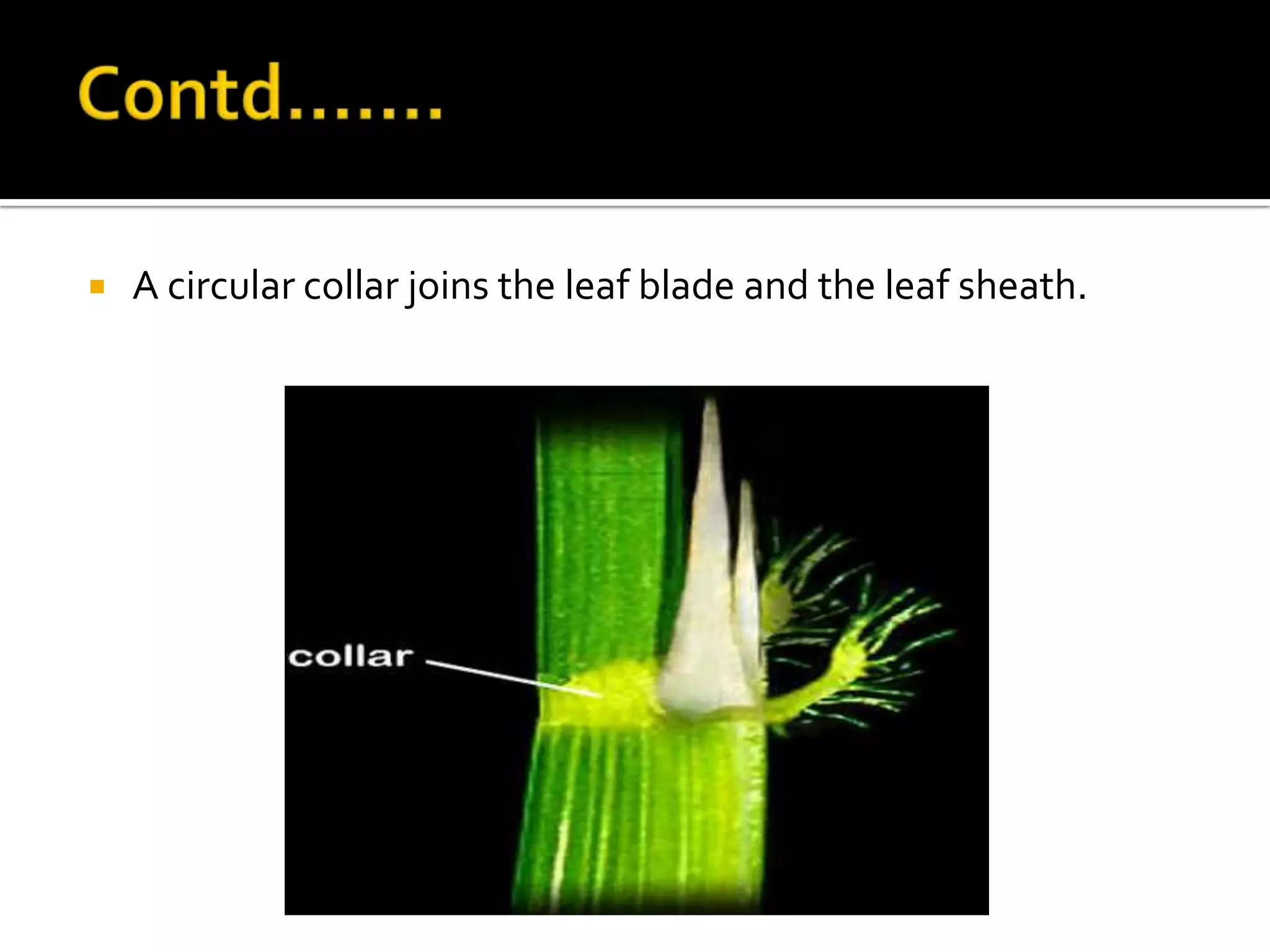 Presentation on morphology of rice plant | PPTX