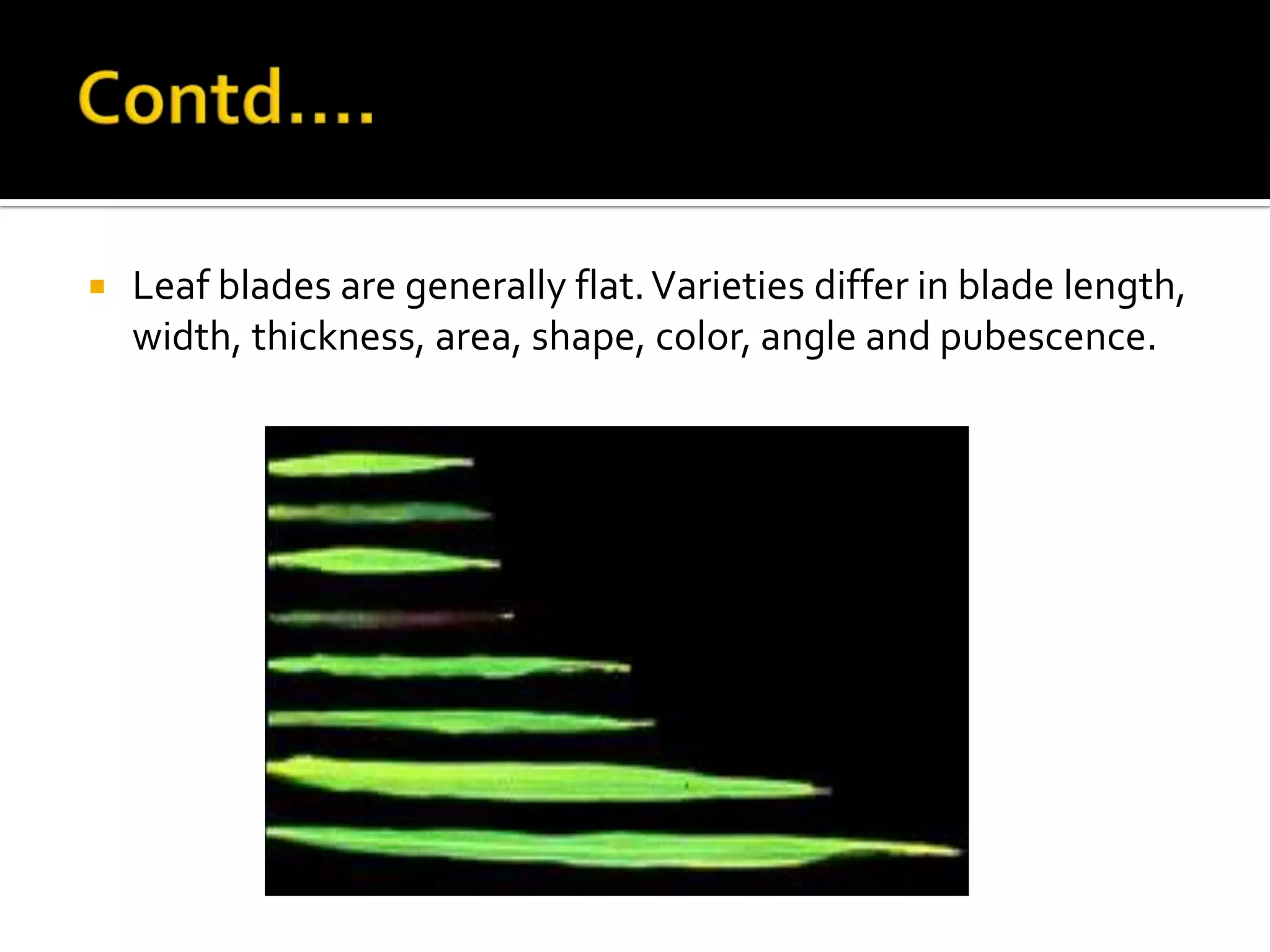 Presentation on morphology of rice plant | PPTX