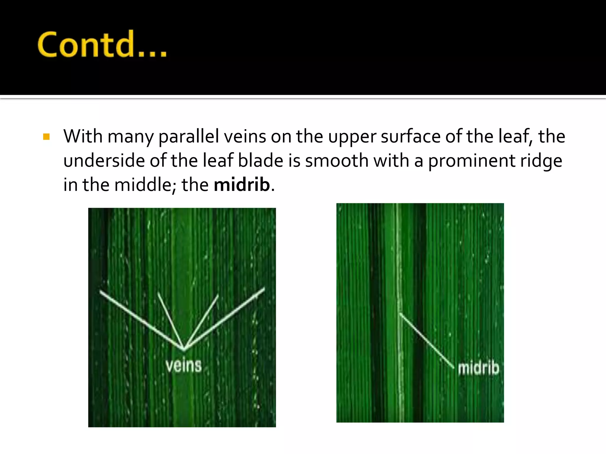 Presentation on morphology of rice plant | PPTX