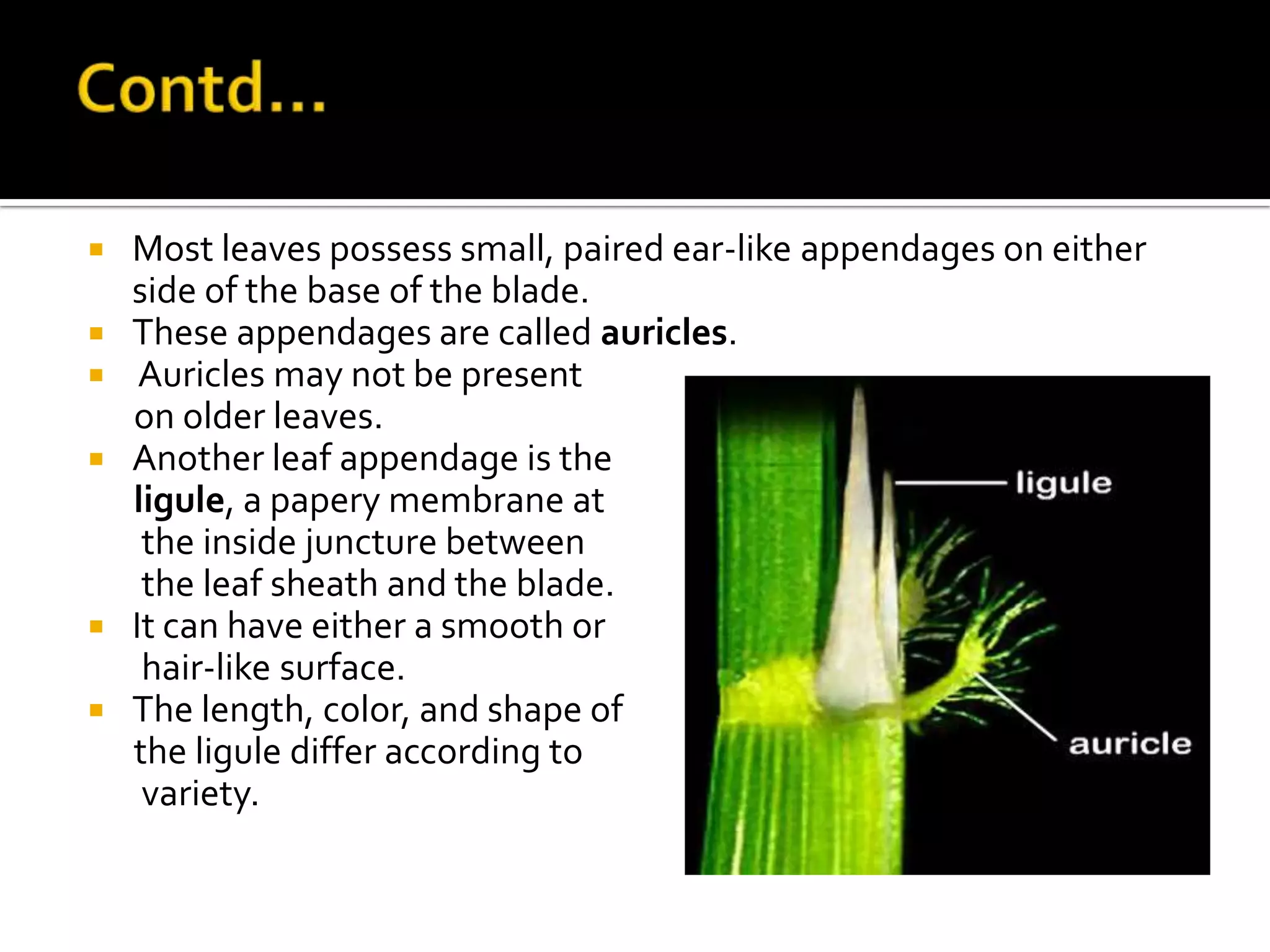 Presentation on morphology of rice plant | PPTX