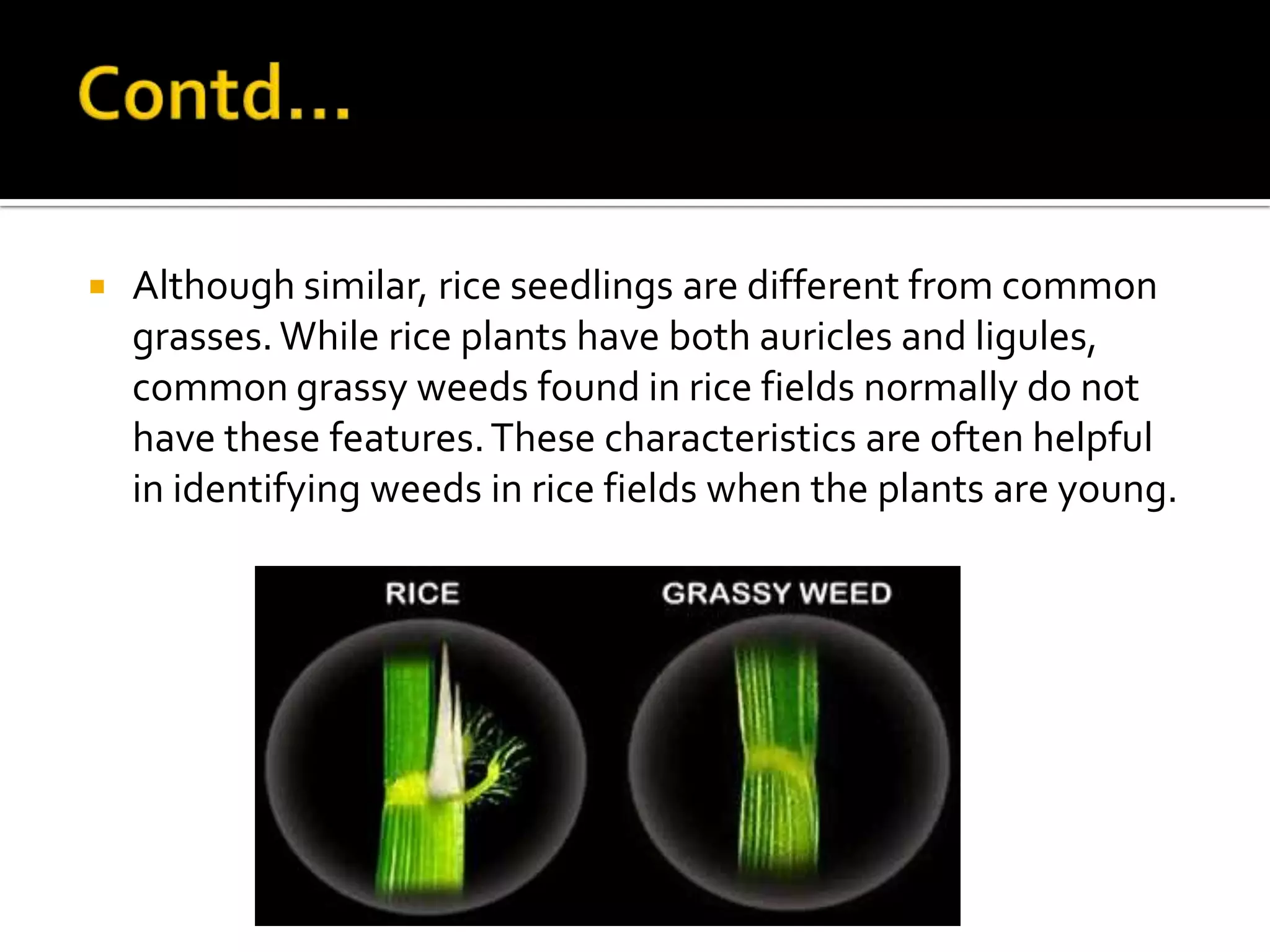 Presentation on morphology of rice plant | PPTX