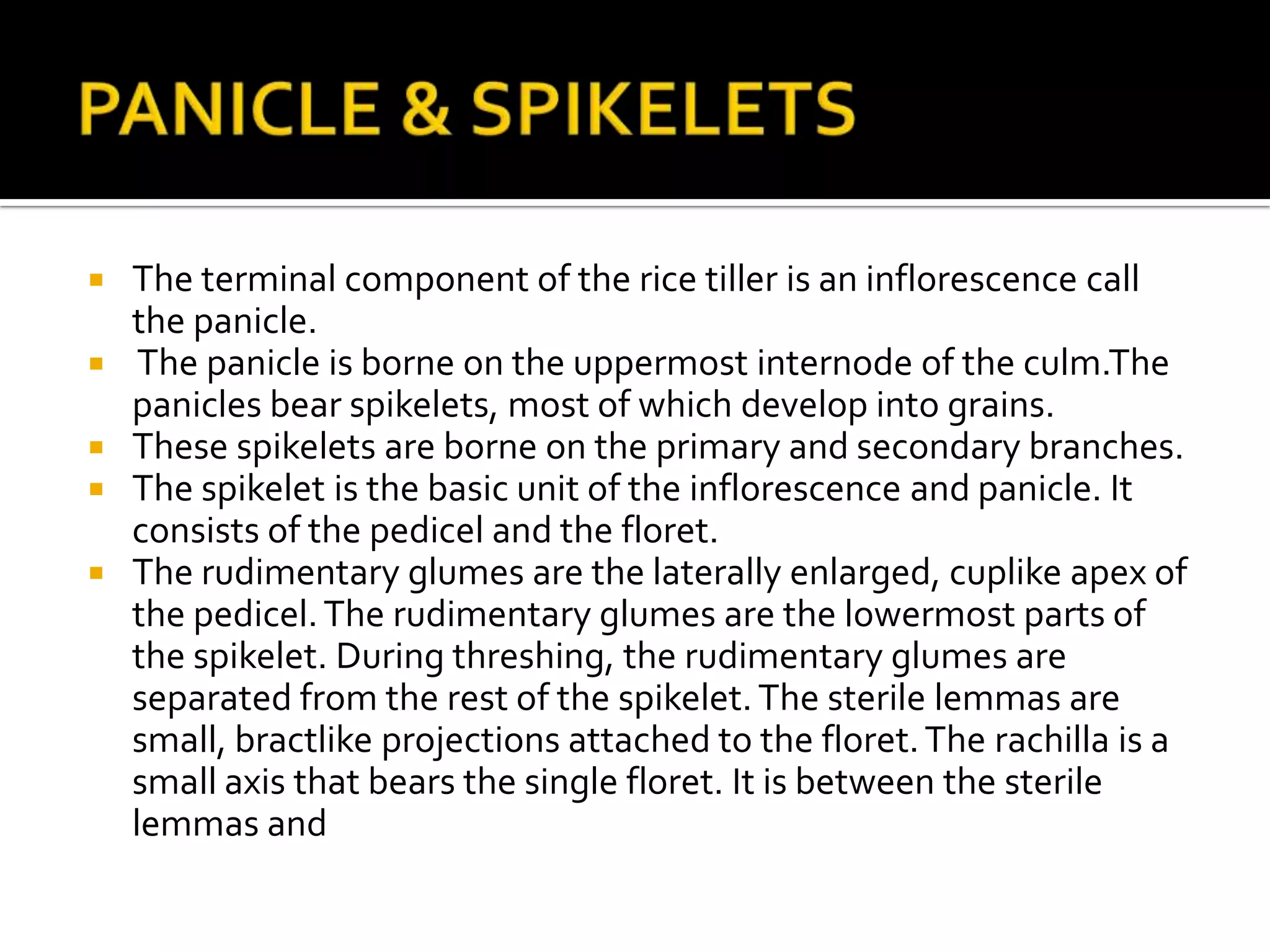 Presentation on morphology of rice plant | PPTX