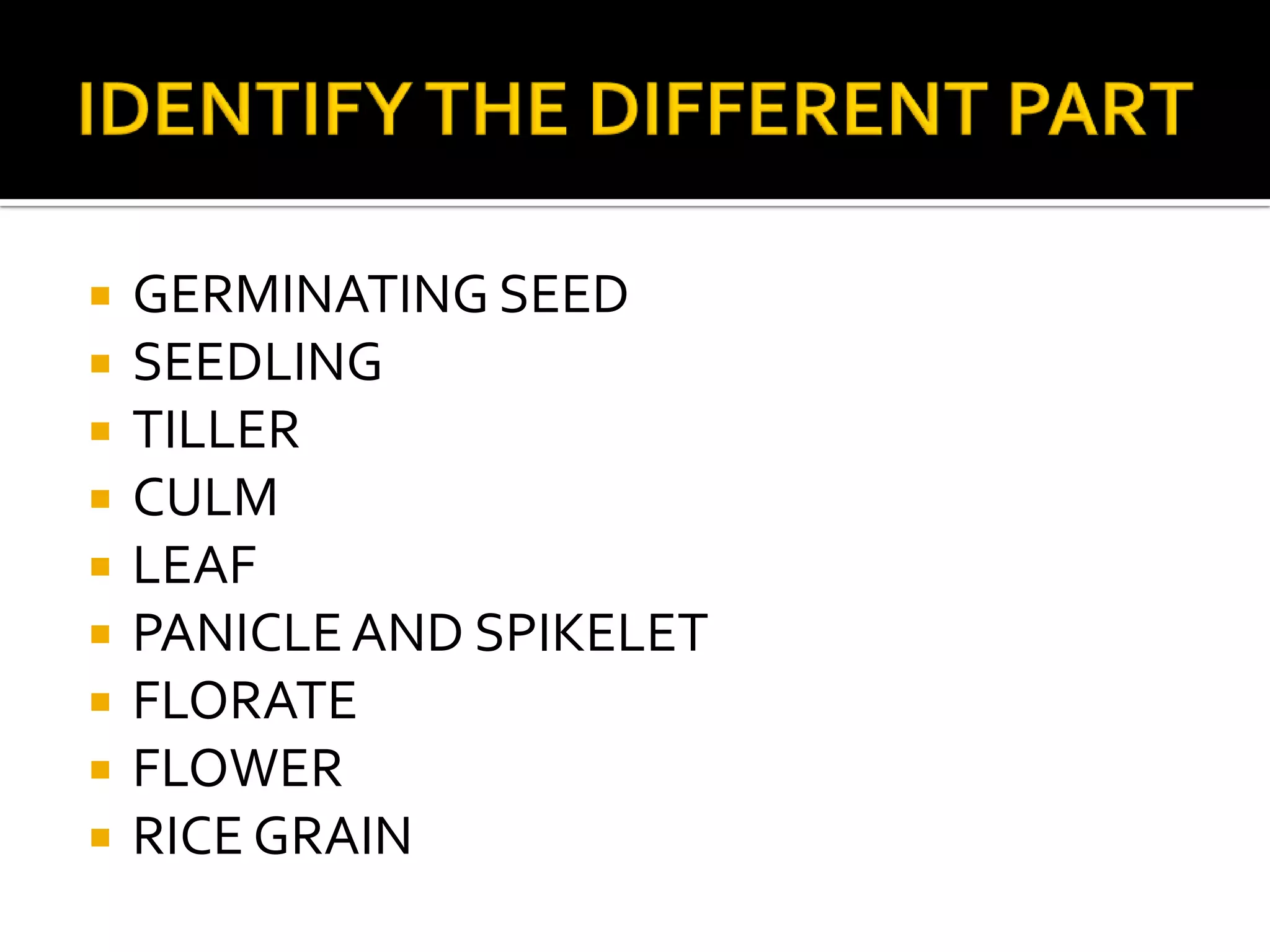Presentation on morphology of rice plant | PPTX