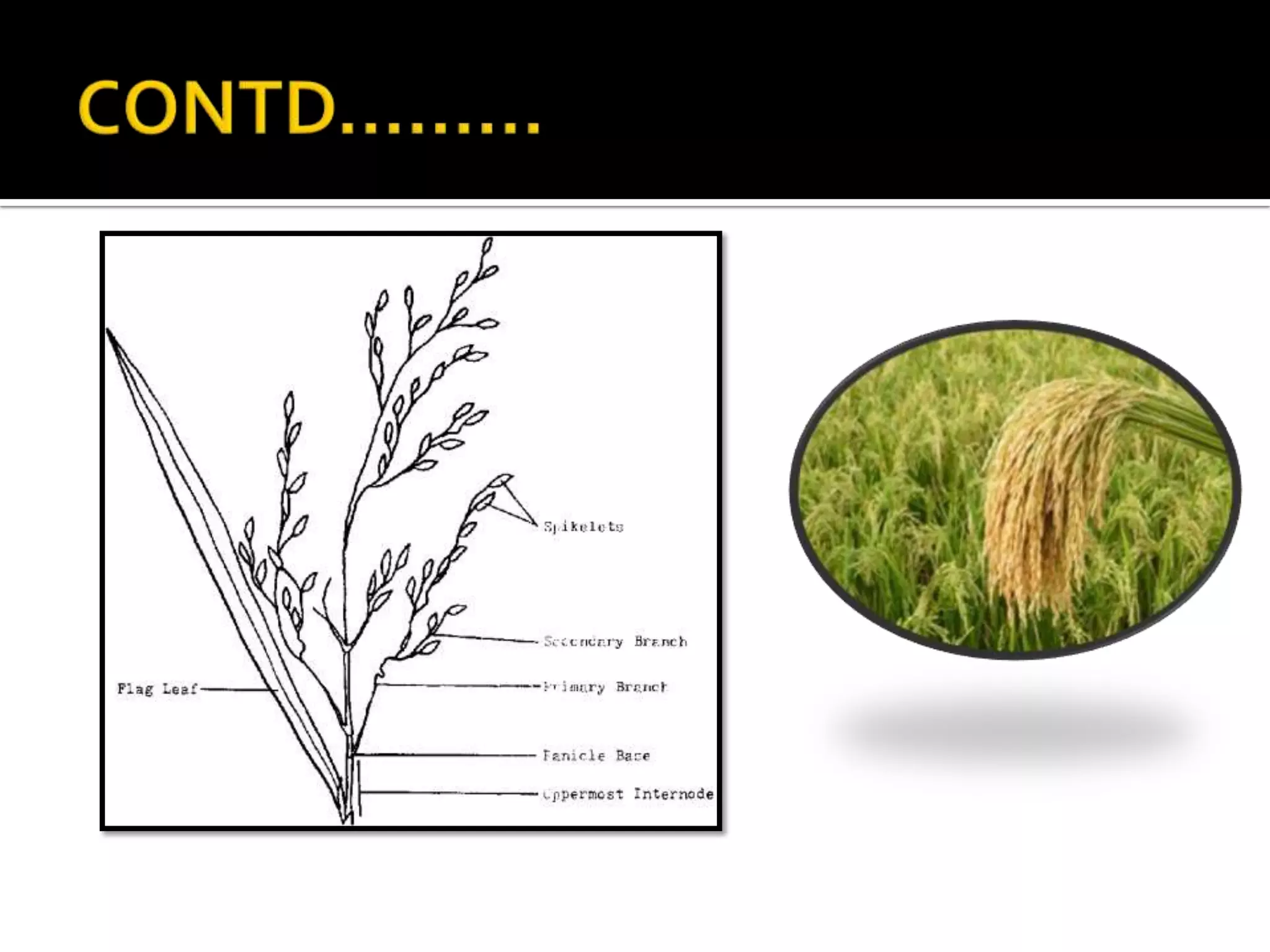 Presentation on morphology of rice plant | PPTX