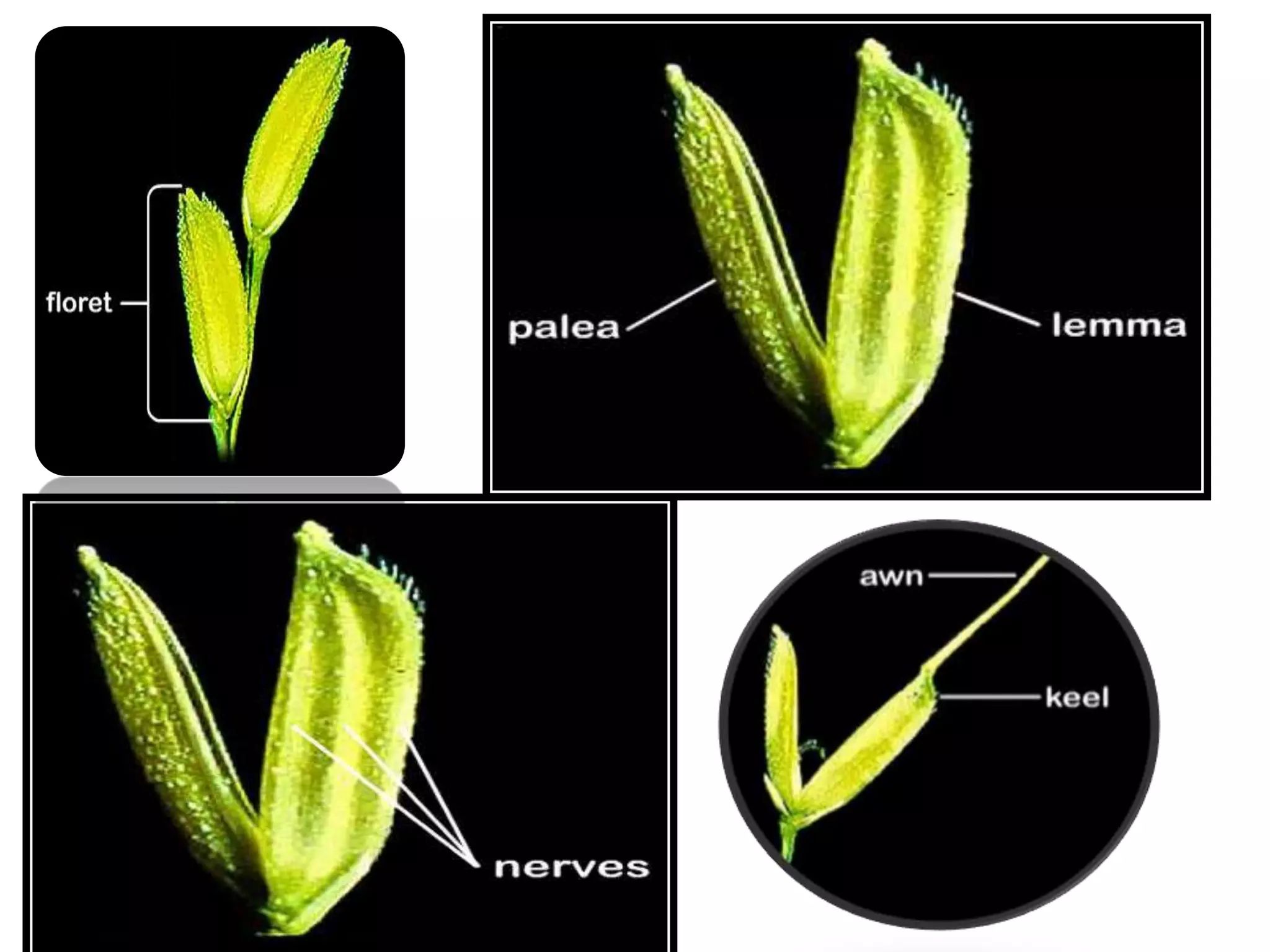 Presentation on morphology of rice plant | PPTX