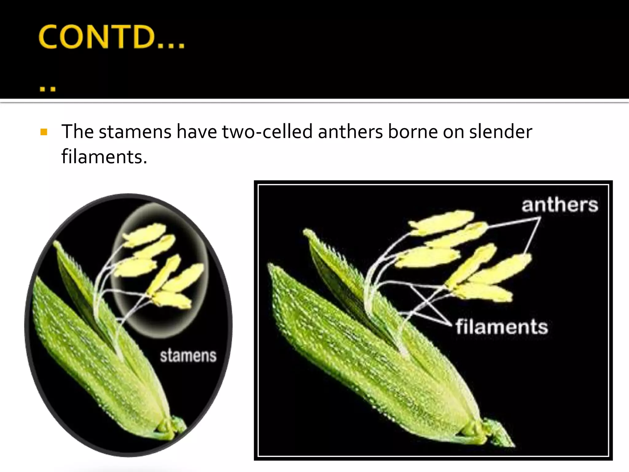 Presentation on morphology of rice plant | PPTX