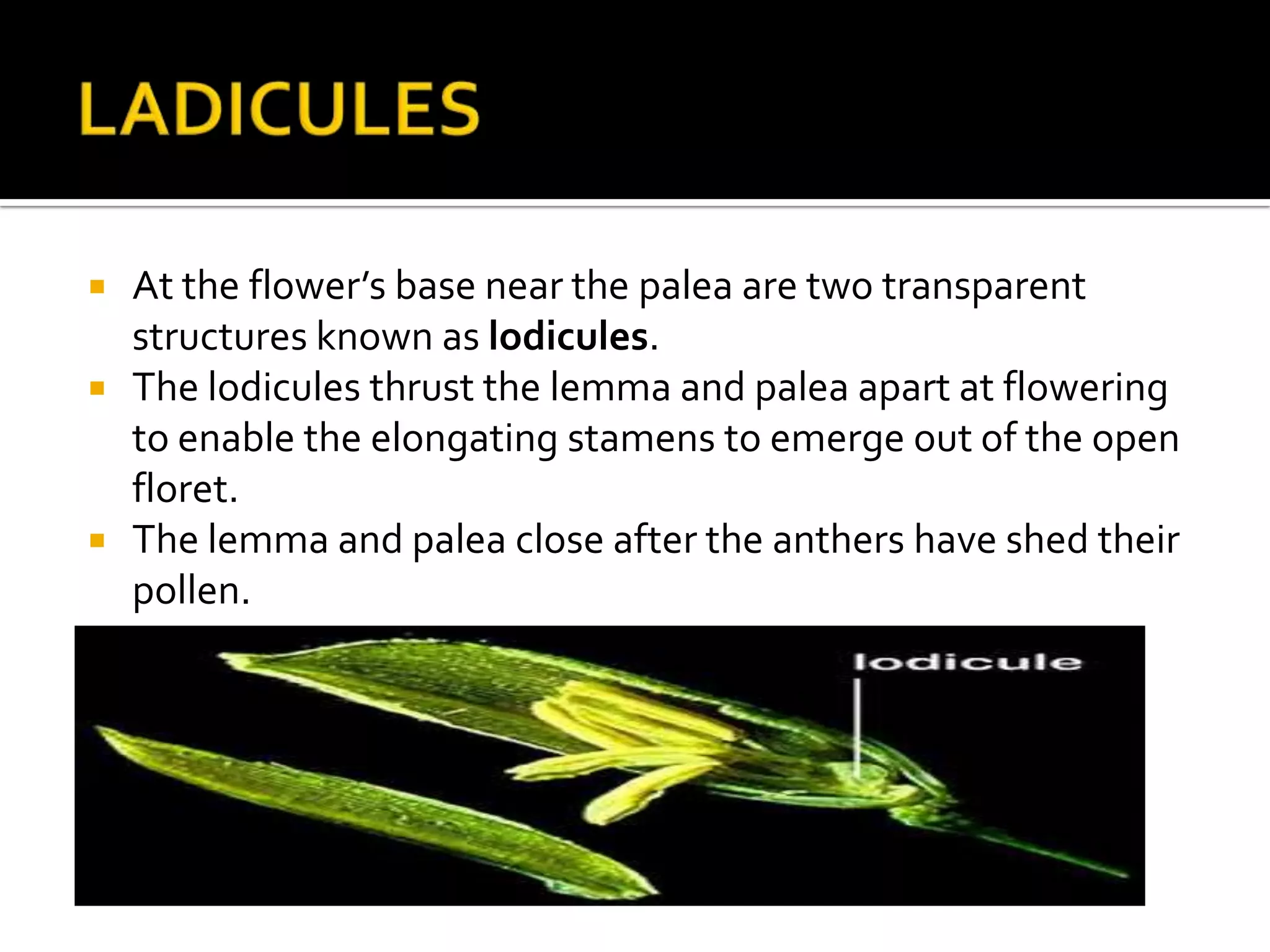 Presentation on morphology of rice plant | PPTX
