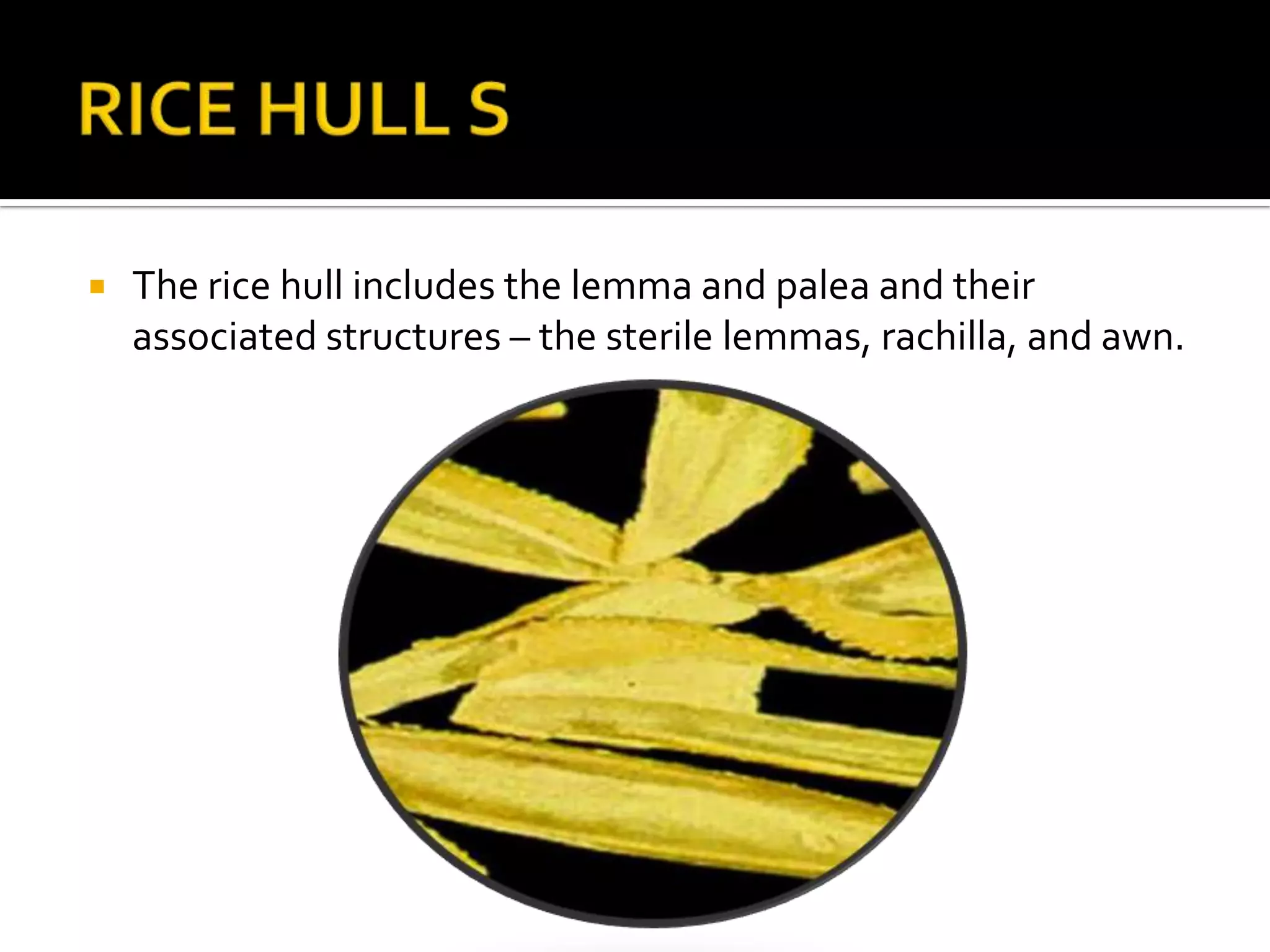 Presentation on morphology of rice plant | PPTX