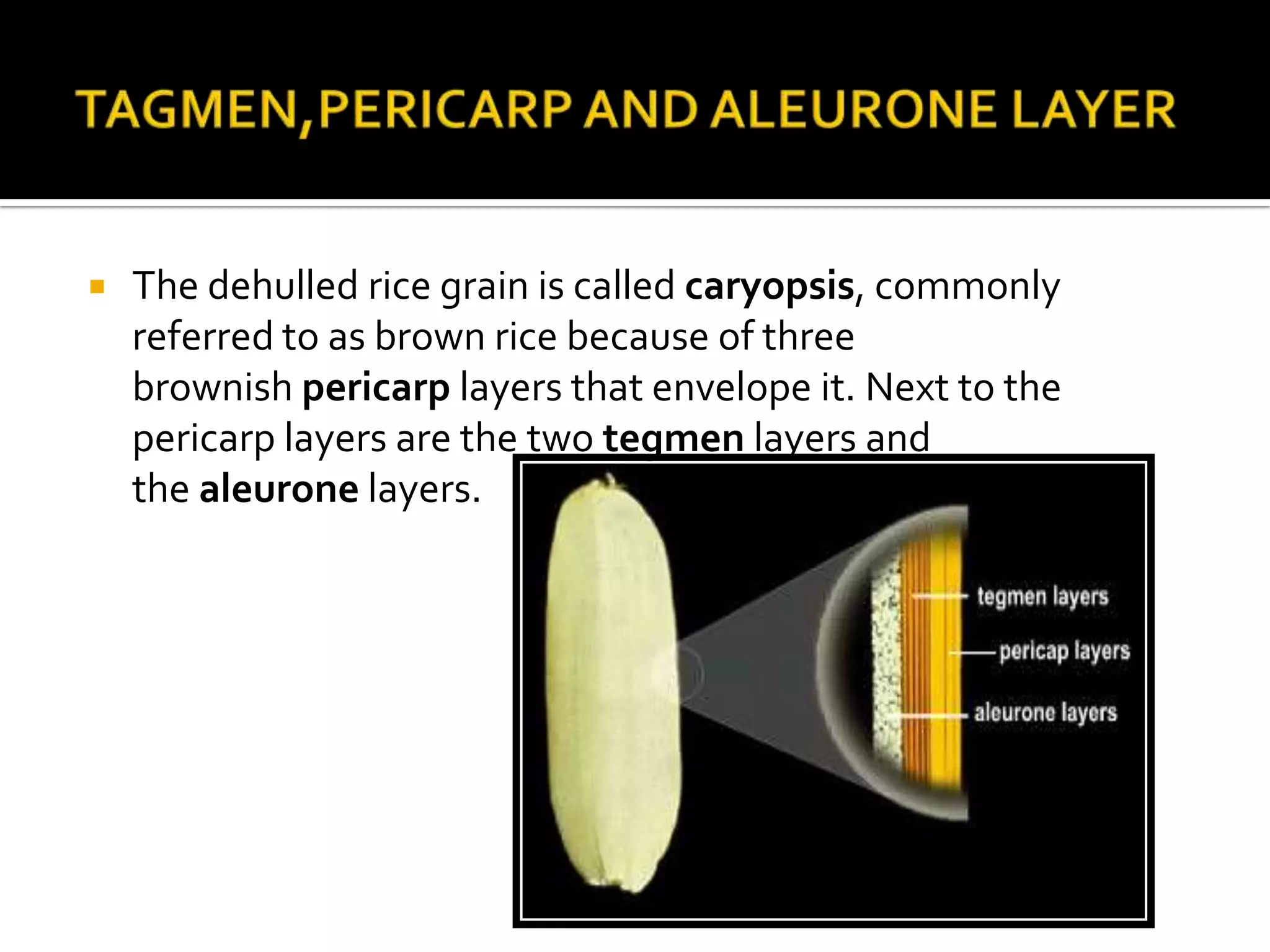 Presentation on morphology of rice plant | PPTX