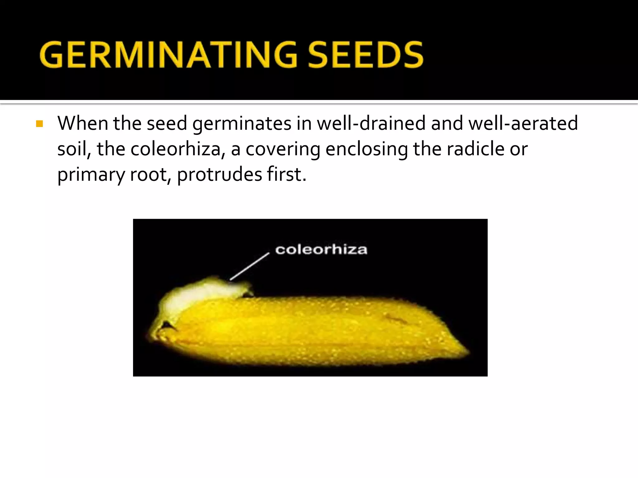 Presentation on morphology of rice plant | PPTX
