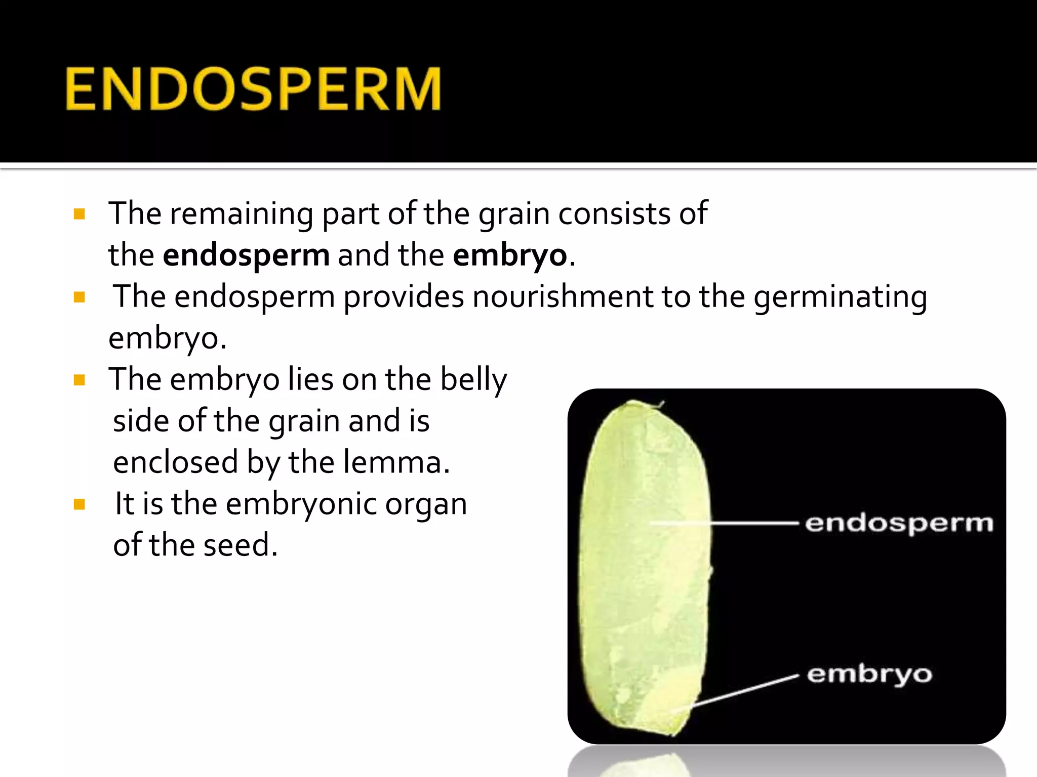 Presentation on morphology of rice plant | PPTX