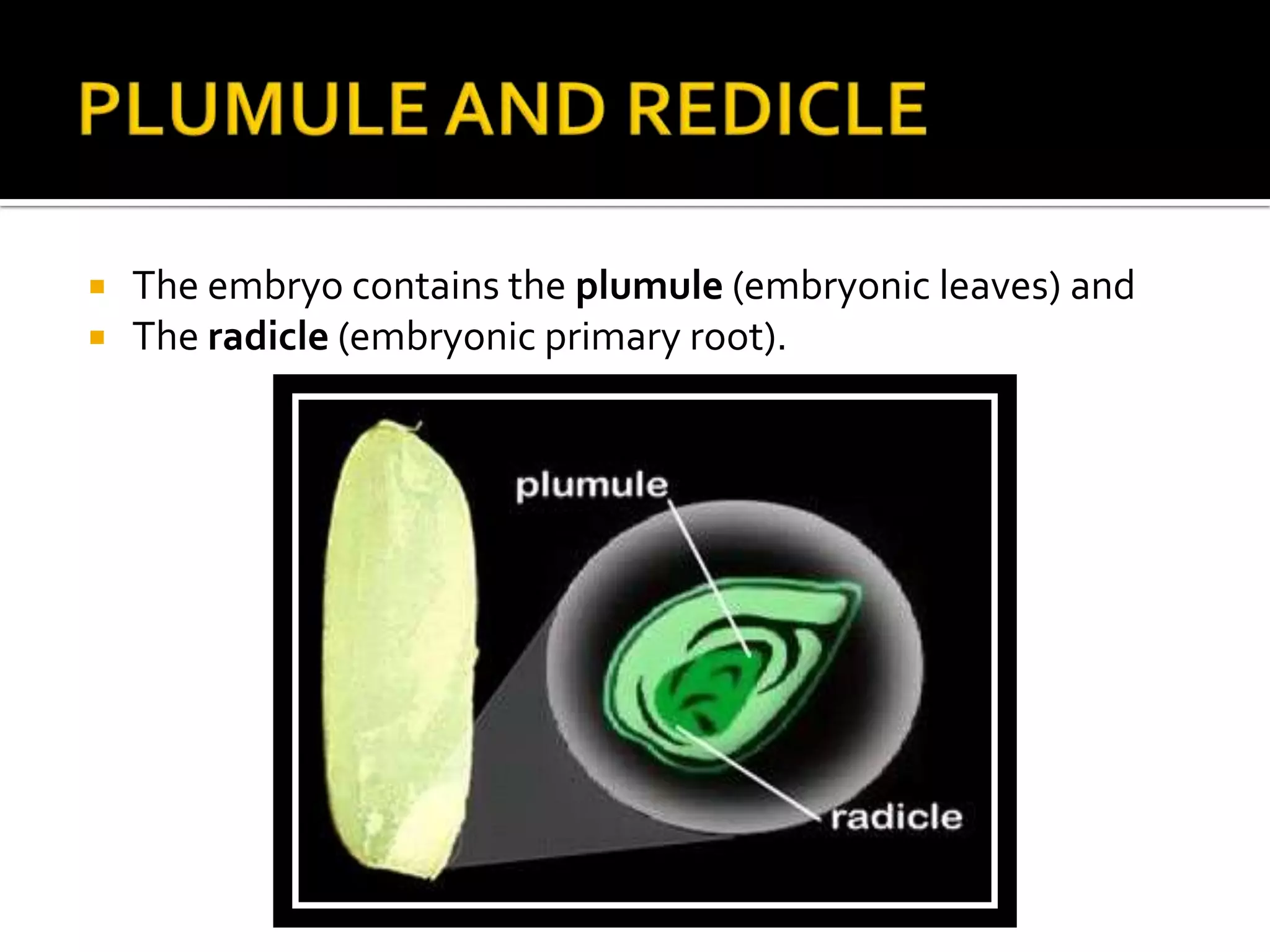 Presentation on morphology of rice plant | PPTX