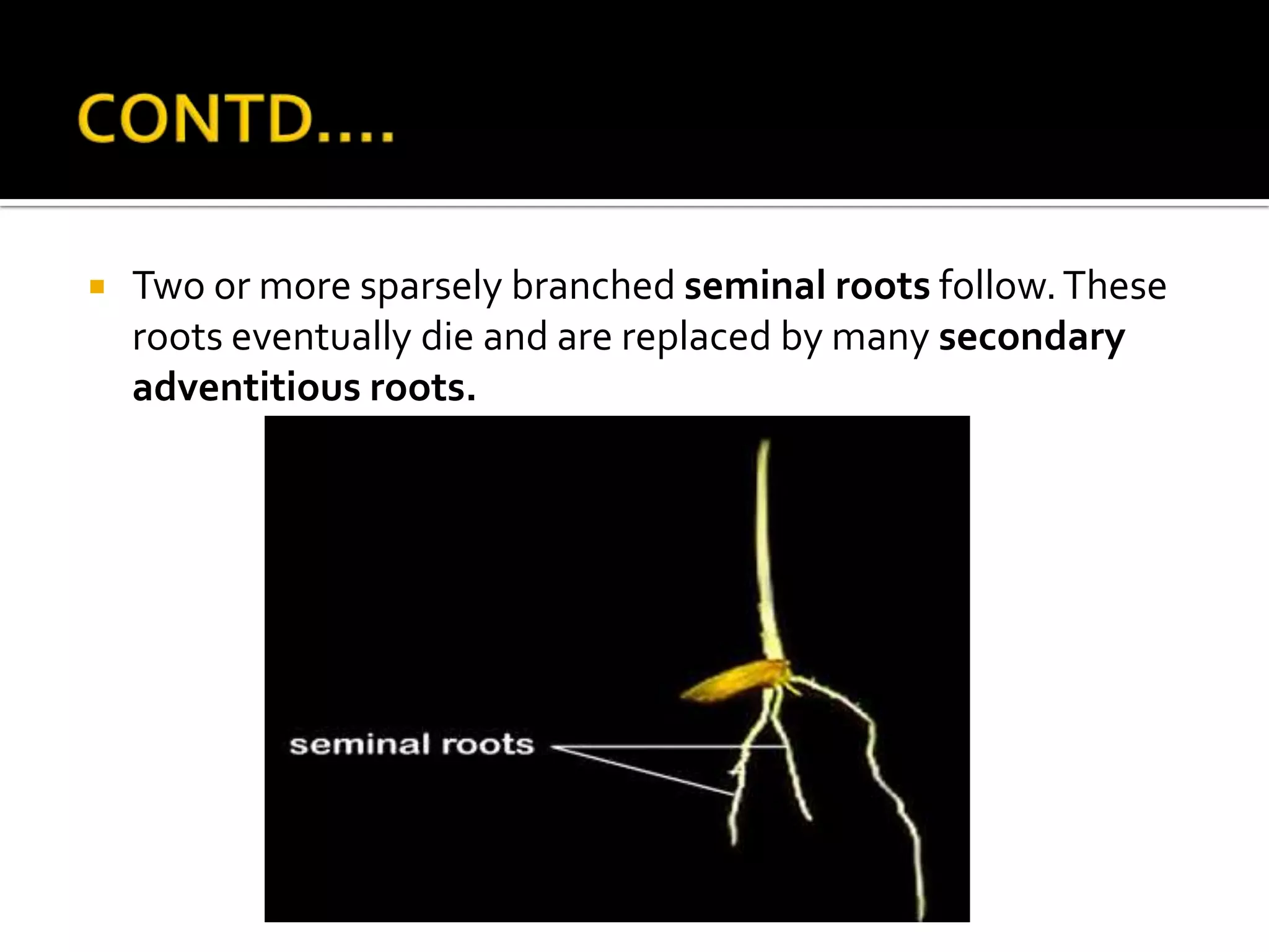 Presentation on morphology of rice plant | PPTX