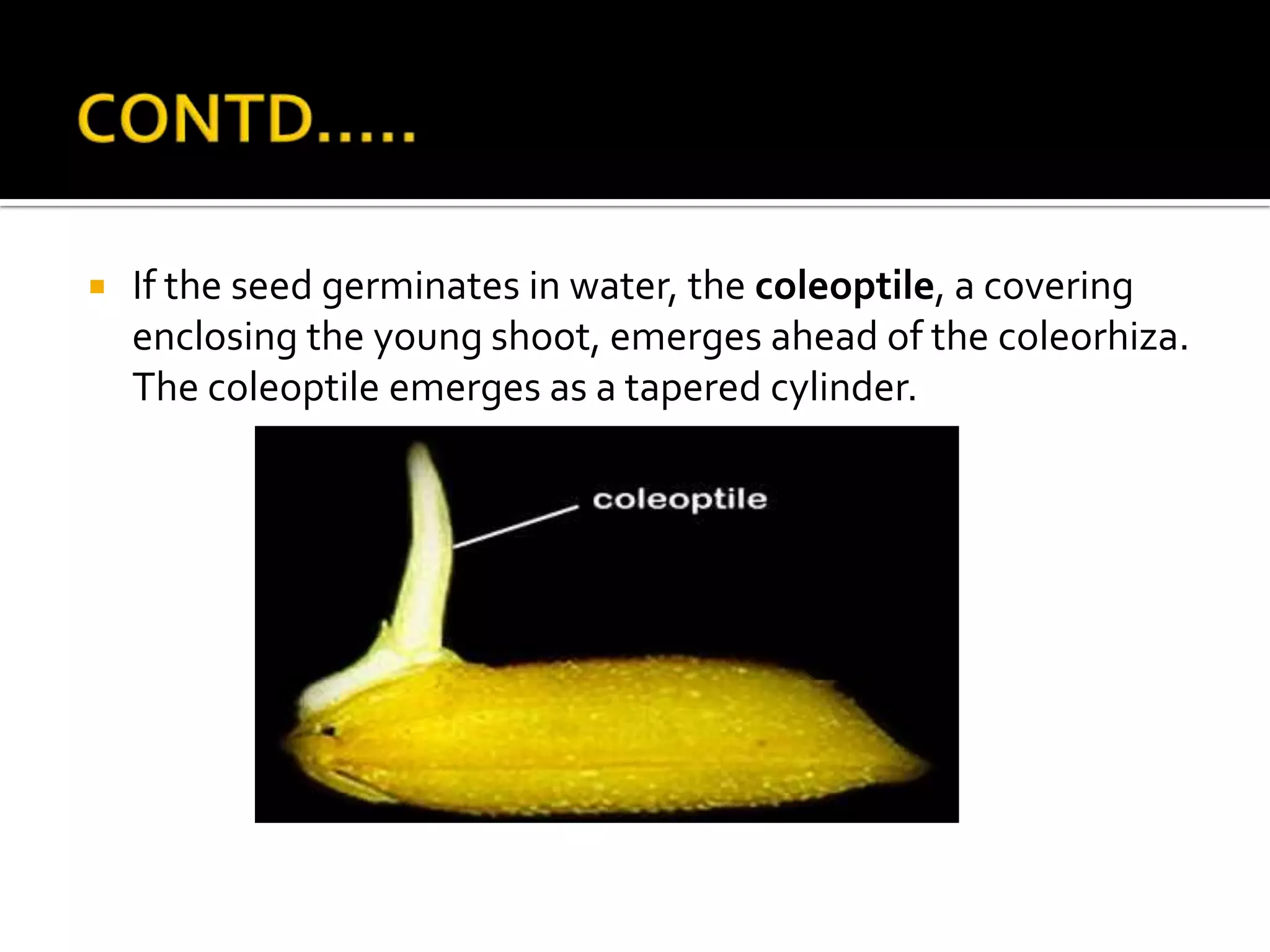 Presentation on morphology of rice plant | PPTX