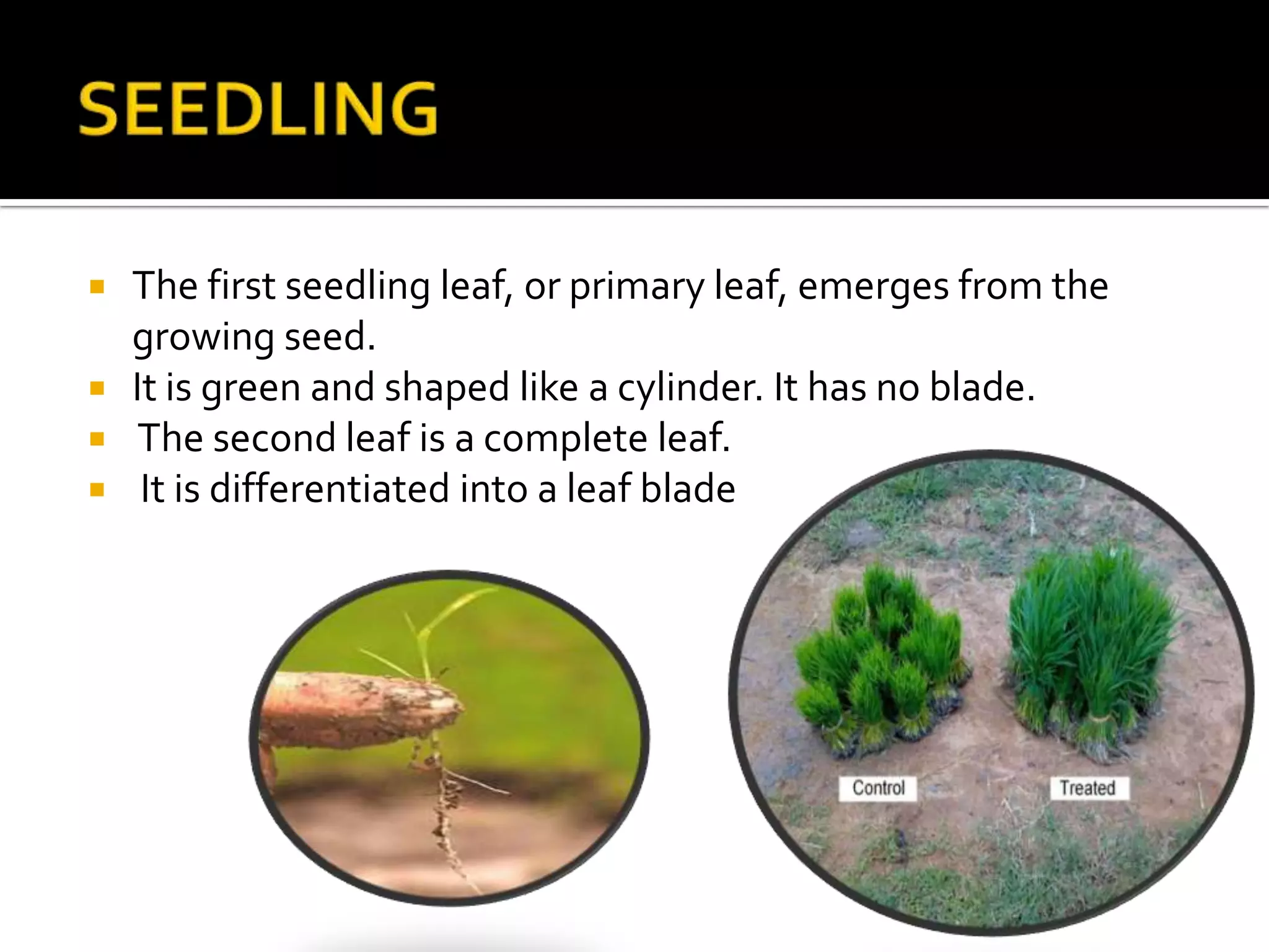 Presentation on morphology of rice plant | PPTX