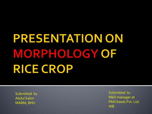 Presentation on morphology of rice plant | PPTX