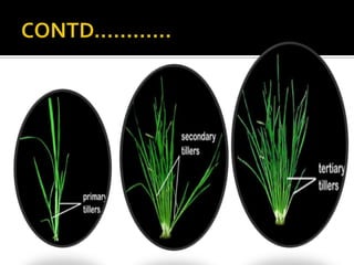 Presentation on morphology of rice plant | PPTX