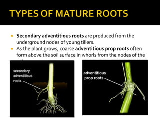 Presentation on morphology of rice plant | PPTX