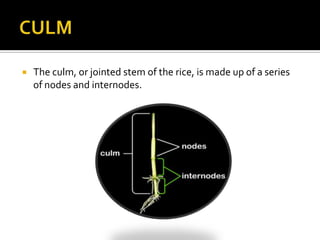 Presentation on morphology of rice plant | PPTX