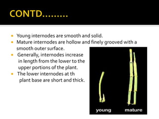 Presentation on morphology of rice plant | PPTX