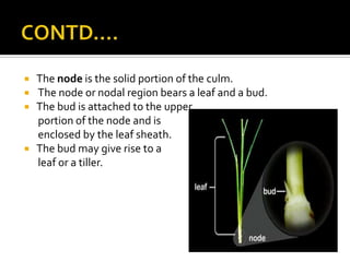 Presentation on morphology of rice plant | PPTX