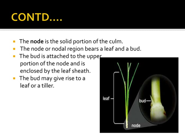 Presentation on morphology of rice plant | PPTX