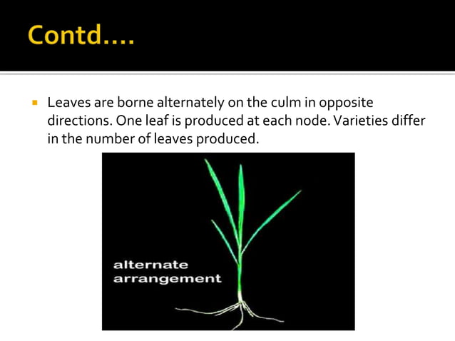 Presentation on morphology of rice plant | PPTX