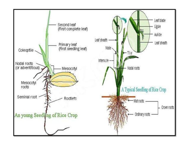 Presentation on morphology of rice plant | PPTX