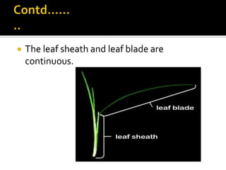 Presentation on morphology of rice plant | PPTX