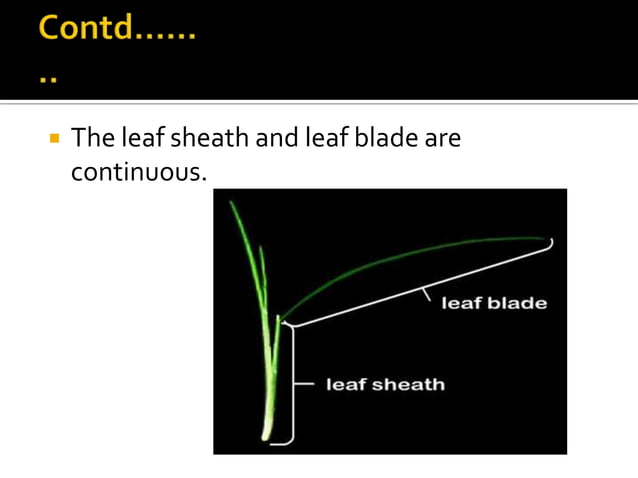 Presentation on morphology of rice plant | PPTX