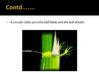 Presentation on morphology of rice plant | PPTX