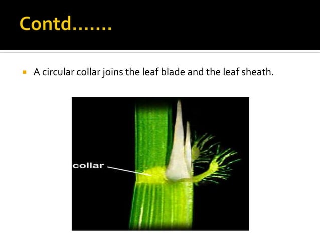 Presentation on morphology of rice plant | PPTX