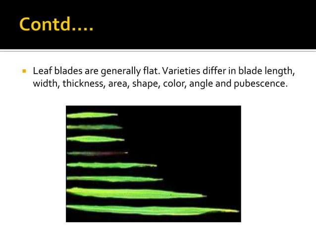 Presentation on morphology of rice plant | PPTX