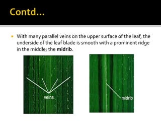 Presentation on morphology of rice plant | PPTX