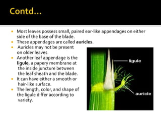 Presentation on morphology of rice plant | PPTX