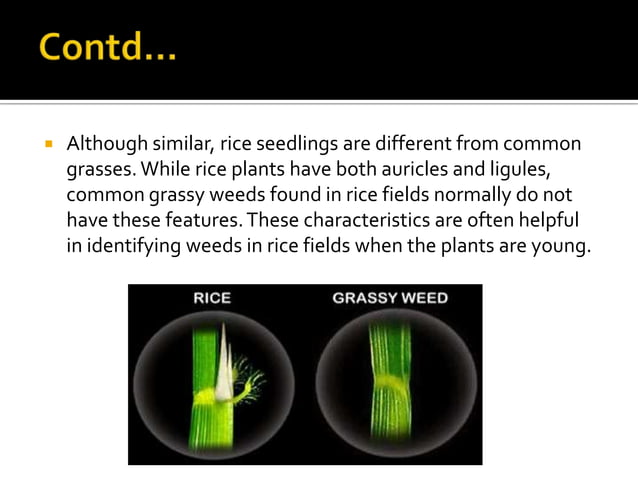 Presentation on morphology of rice plant | PPTX