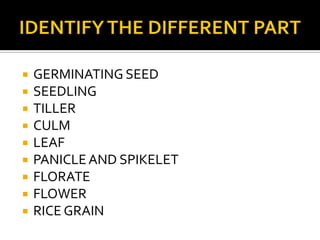 Presentation on morphology of rice plant | PPTX