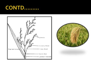 Presentation on morphology of rice plant | PPTX