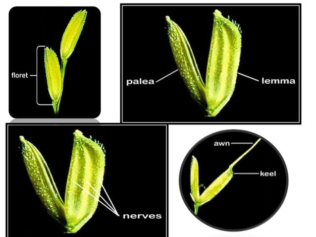 Presentation on morphology of rice plant | PPTX