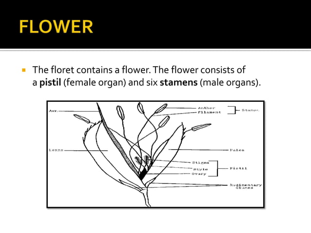 Presentation on morphology of rice plant | PPTX