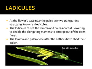 Presentation on morphology of rice plant | PPTX