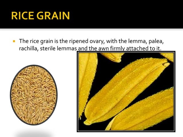 Presentation on morphology of rice plant | PPTX