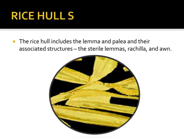 Presentation on morphology of rice plant | PPTX