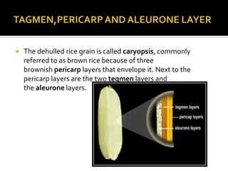 Presentation on morphology of rice plant | PPTX