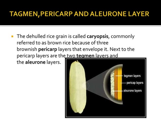 Presentation on morphology of rice plant | PPTX