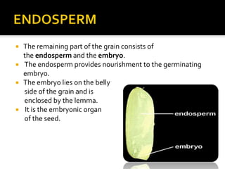 Presentation on morphology of rice plant | PPTX